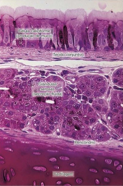 Traquéia | Atlas de Histologia - MED UESB