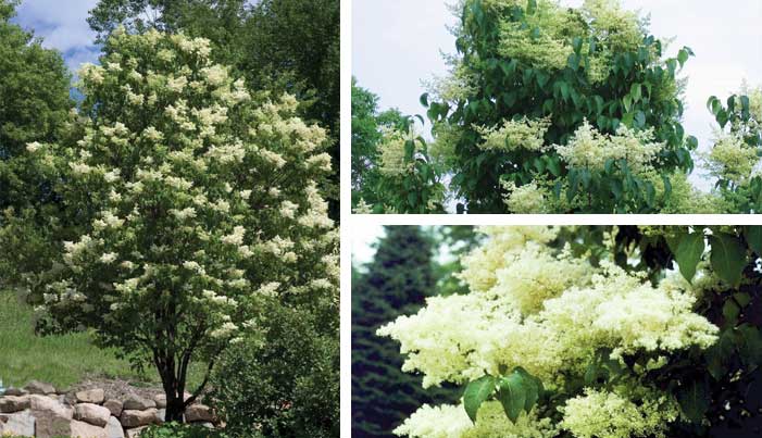 The fabulous Japanese Tree Lilac - 'Ivory Silk' and others