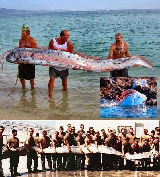 Ulovljena najveca riba na svetu ~ Neverovatno