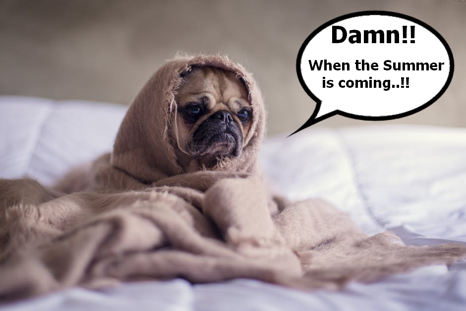 Dramatic Animals Meme