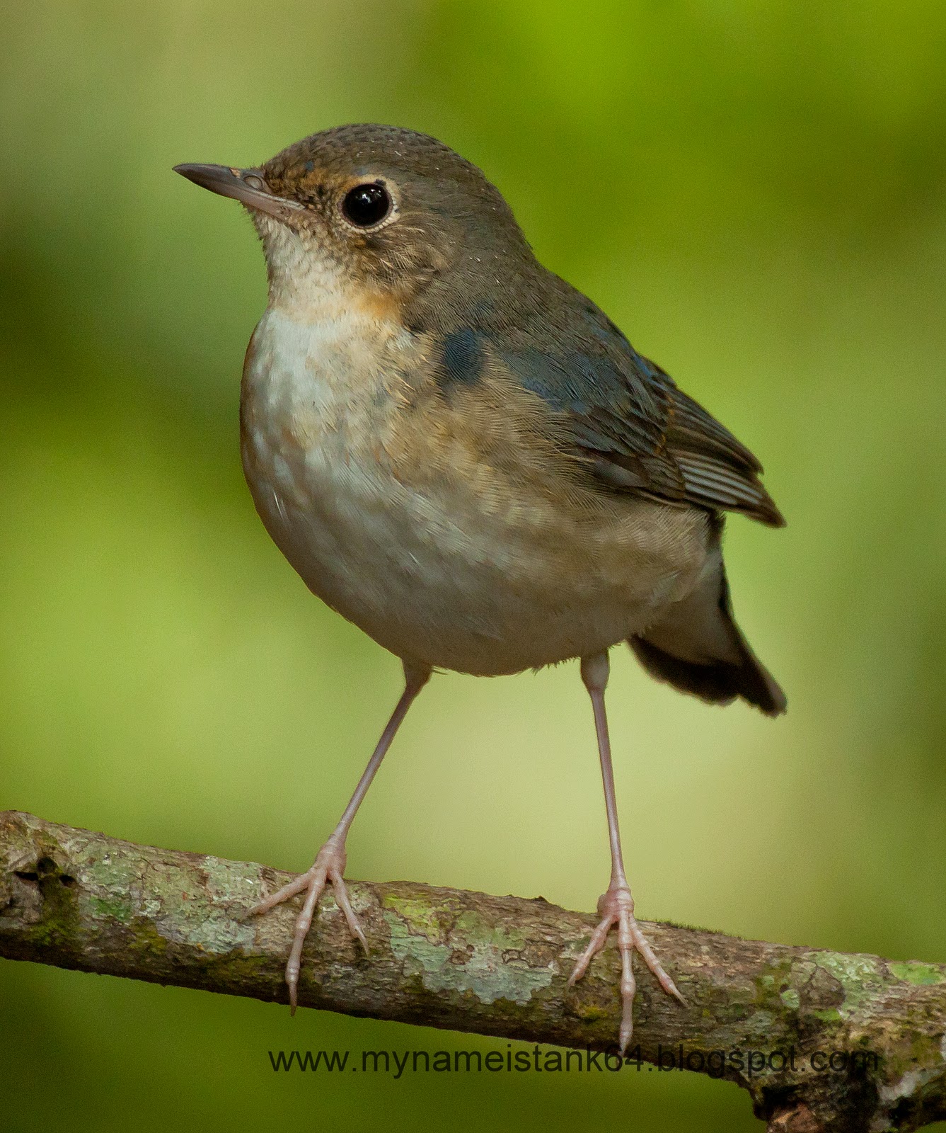 Birds of Malaysia @ mynameistank64: Siberian Blue Robin (Luscinia cyane).