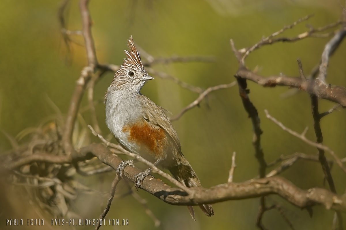 mis fotos de aves: Rhinocrypta lanceolata Gallito Copetón Crested Gallito