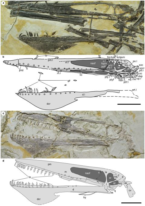 Info Hewan Tumbuhan Prasejarah: Ikrandraco, si 'Naga Avatar' dari Tiongkok