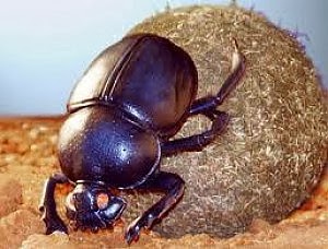AmicoMario: LO SCARABEO, SACRO AGLI EGIZI CHE LO PARAGONAVANO AL DIO ...