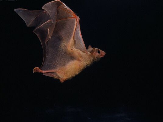 YARASA RESİMLERİ-Manzaralar