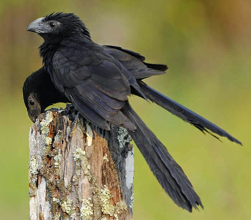 Bellas Aves de El Salvador: Crotophaga sulcirostris (pijuyo ...
