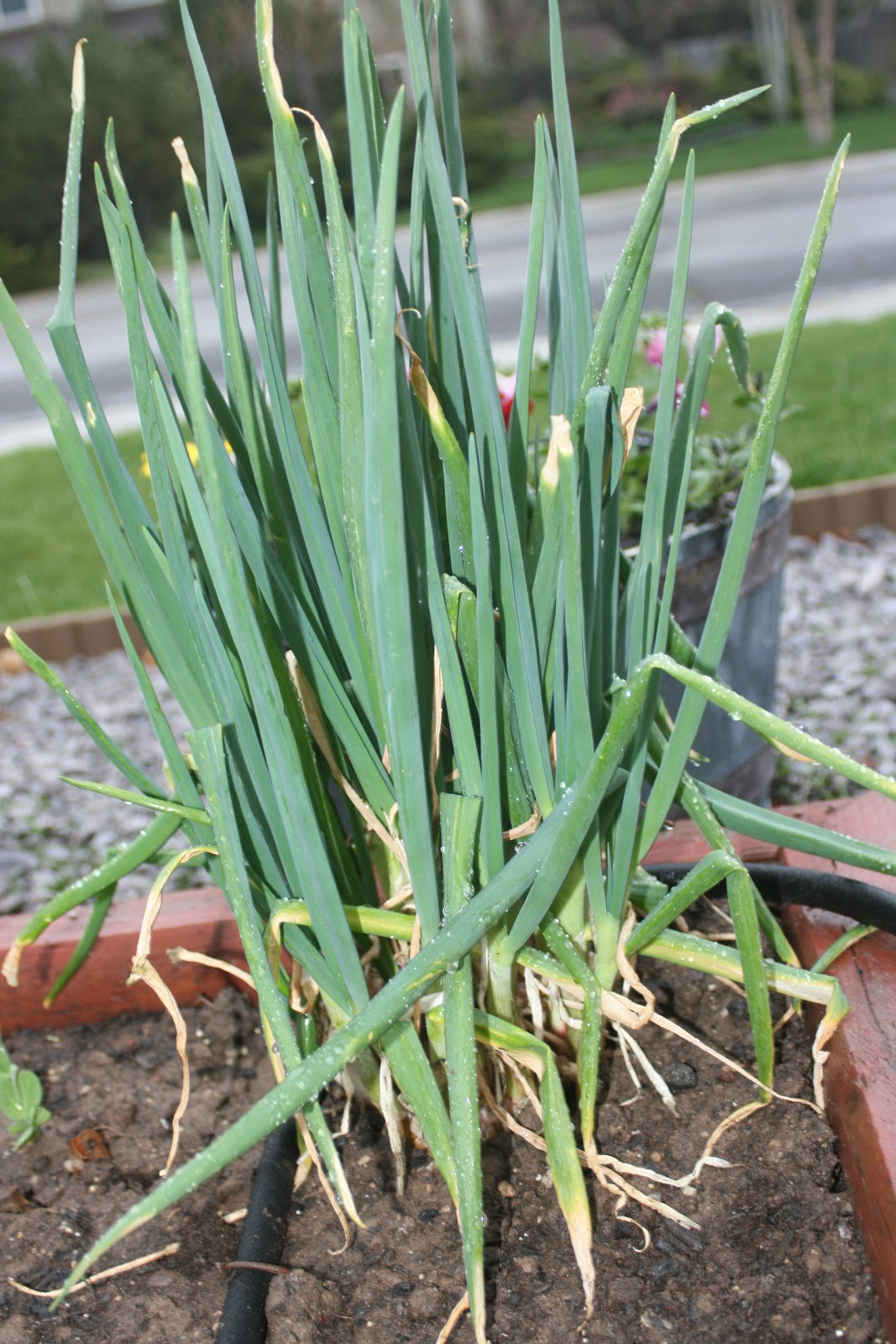 My Boise Life: Egyptian Walking Onion