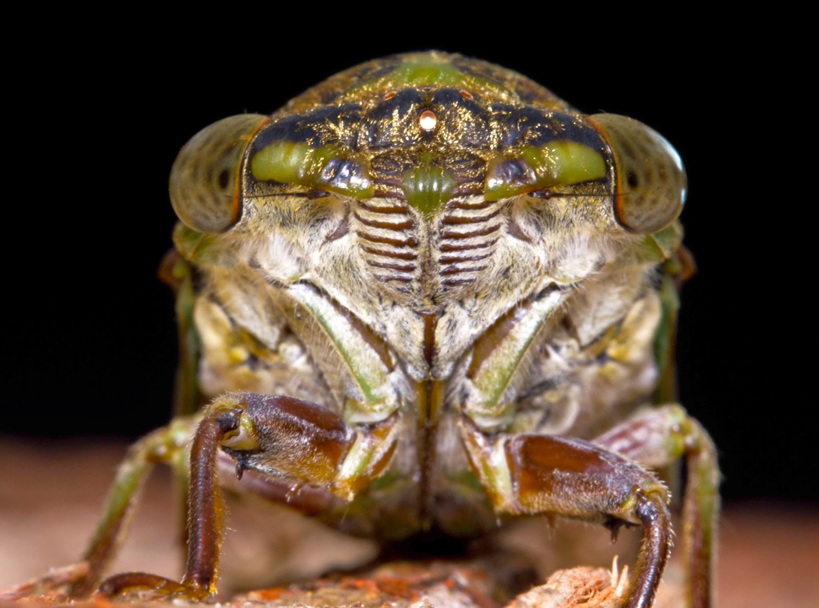 10+ Gambar Hewan Tonggeret, Paling Dicari!