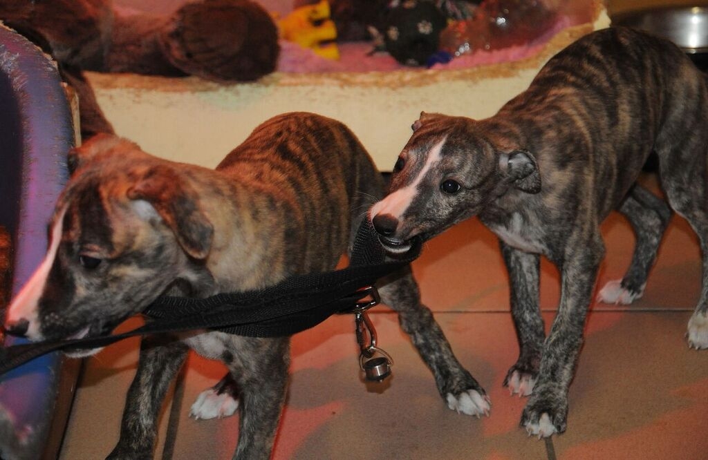 Whippets High on Emotion