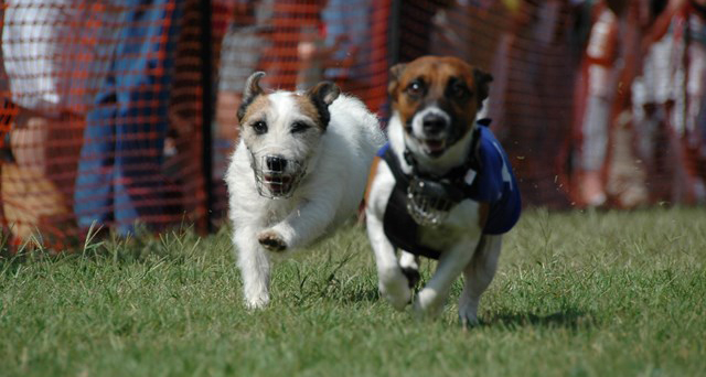 Dogs NSW - Dogs on Show, June 11 | Australian Dog Lover