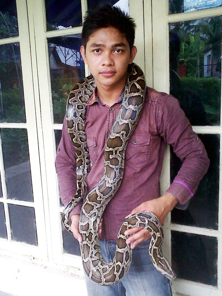 Gallery Reptile : Ular Sanca Bodo (Python Molurus)