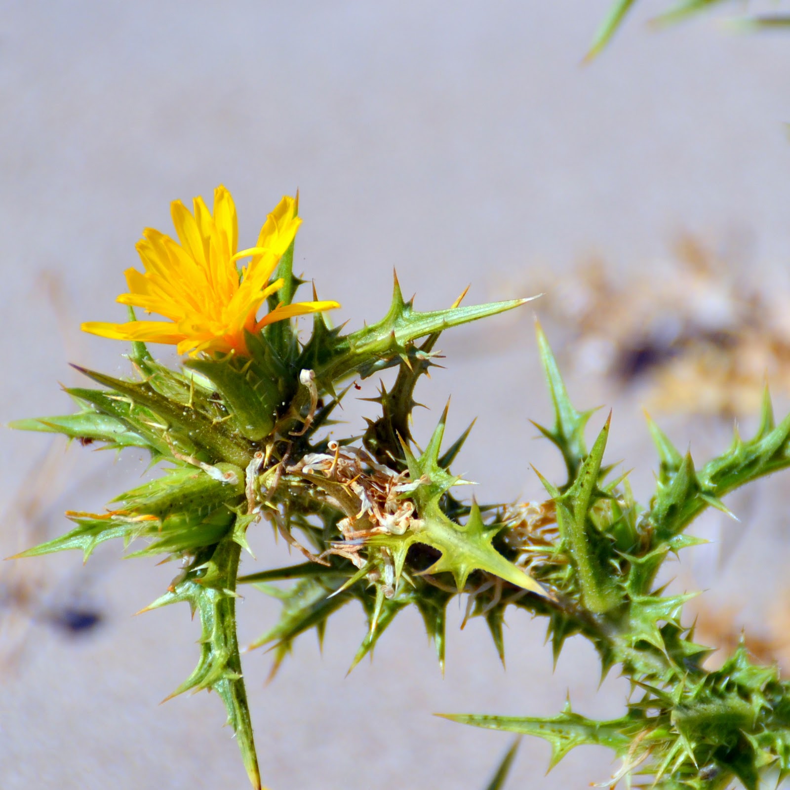 Jurnal de gradina: Flora Graeca - Scaieti comestibili
