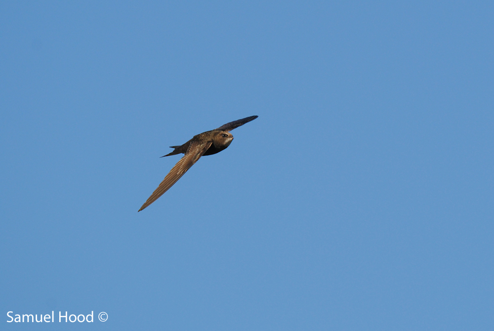 Killy Birder: The Devil's Bird