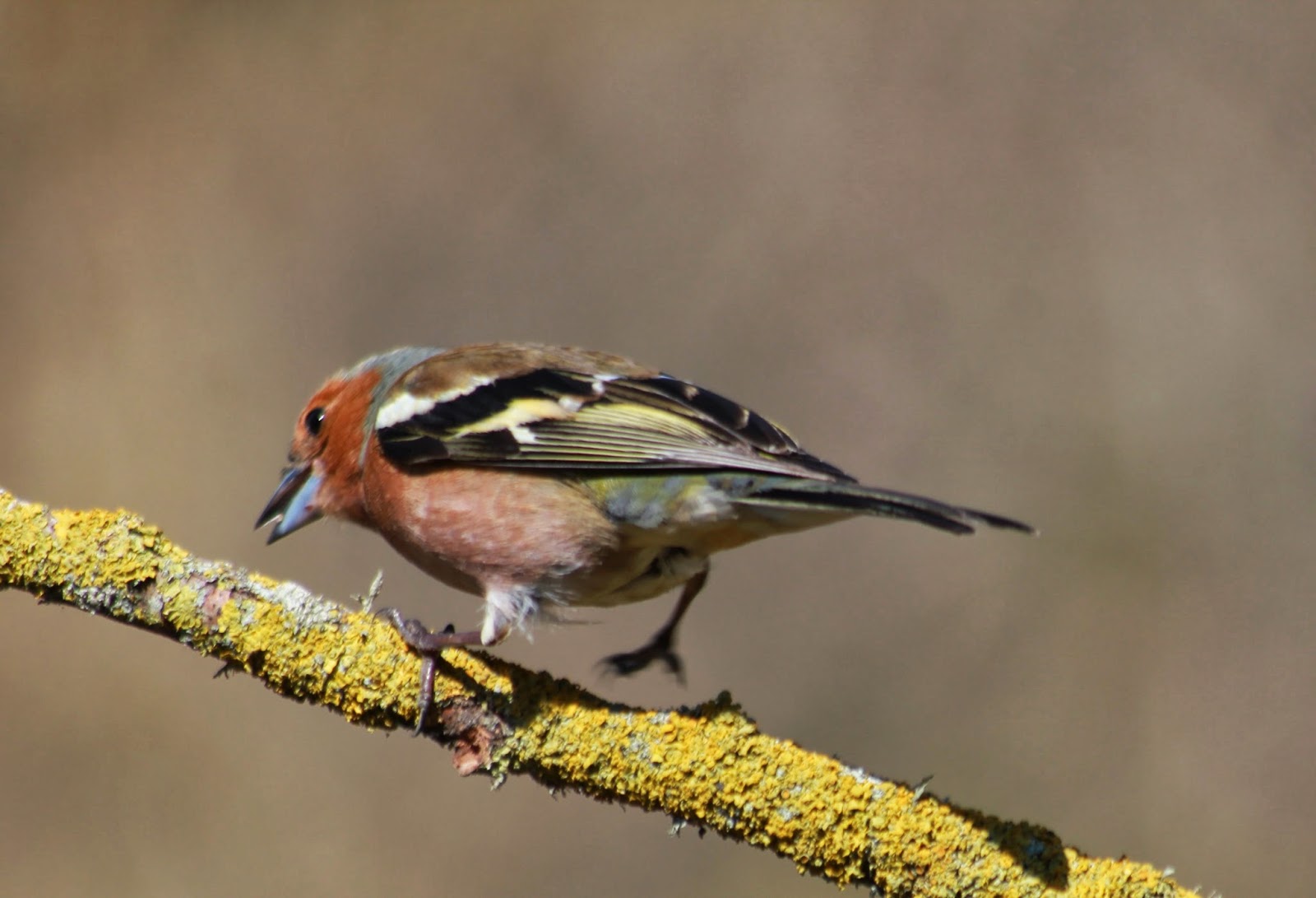 NATURAMETEO, majulada: Pinzón vulgar