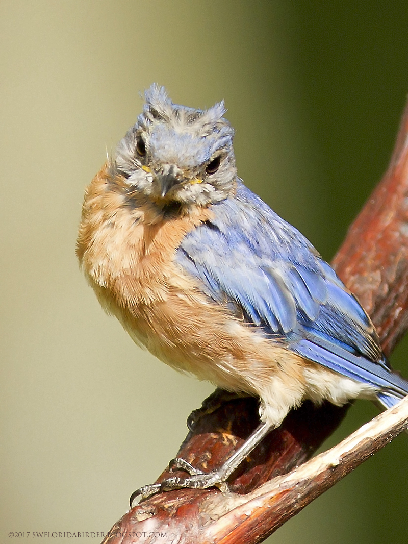 Be Sure To Be An eBirder | Focusing on Wildlife