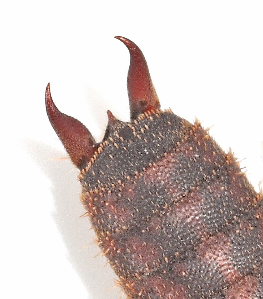 BunyipCo: Australian Earwigs