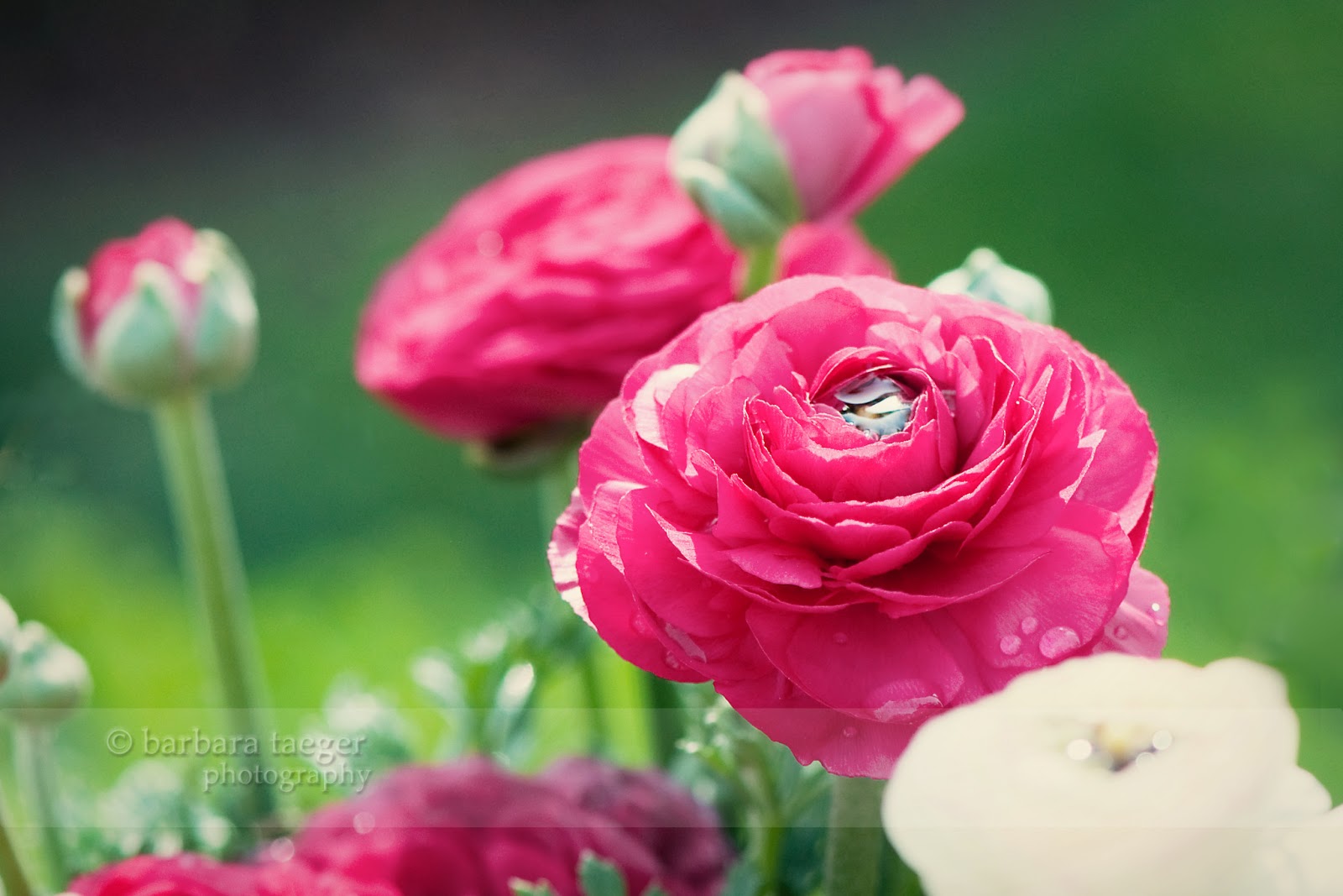 Split-Focus: The Redonkulous Ranunculus...