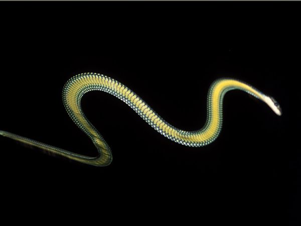 Chrysopelea, The Flying Snake | Amazing Creatures