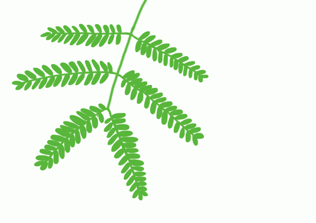 Easy Way (A Blog For Children): TOUCH ME NOT- Plant