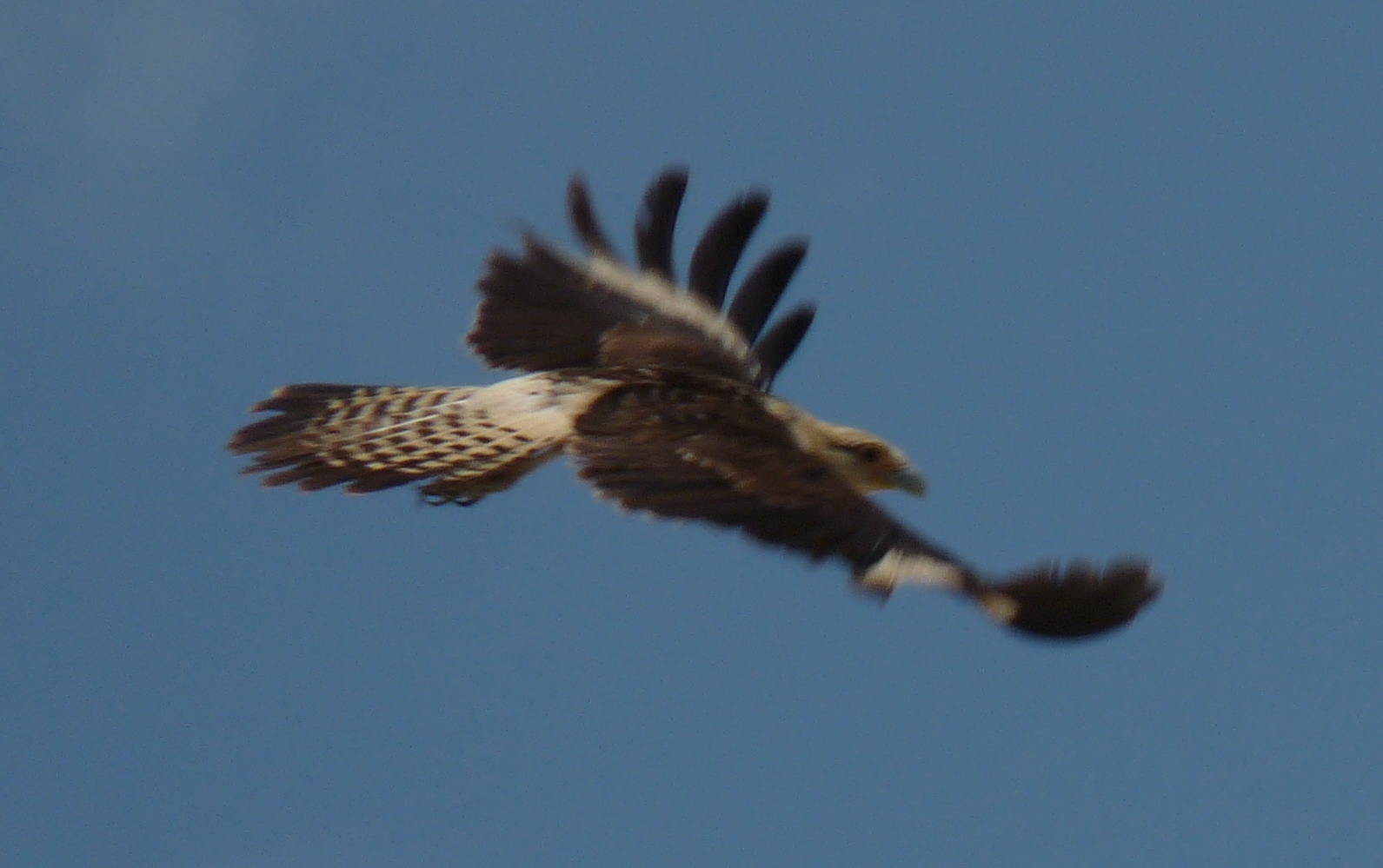 Aves de Jardín . Birds in our garden: Como se llama ese Pajarito?