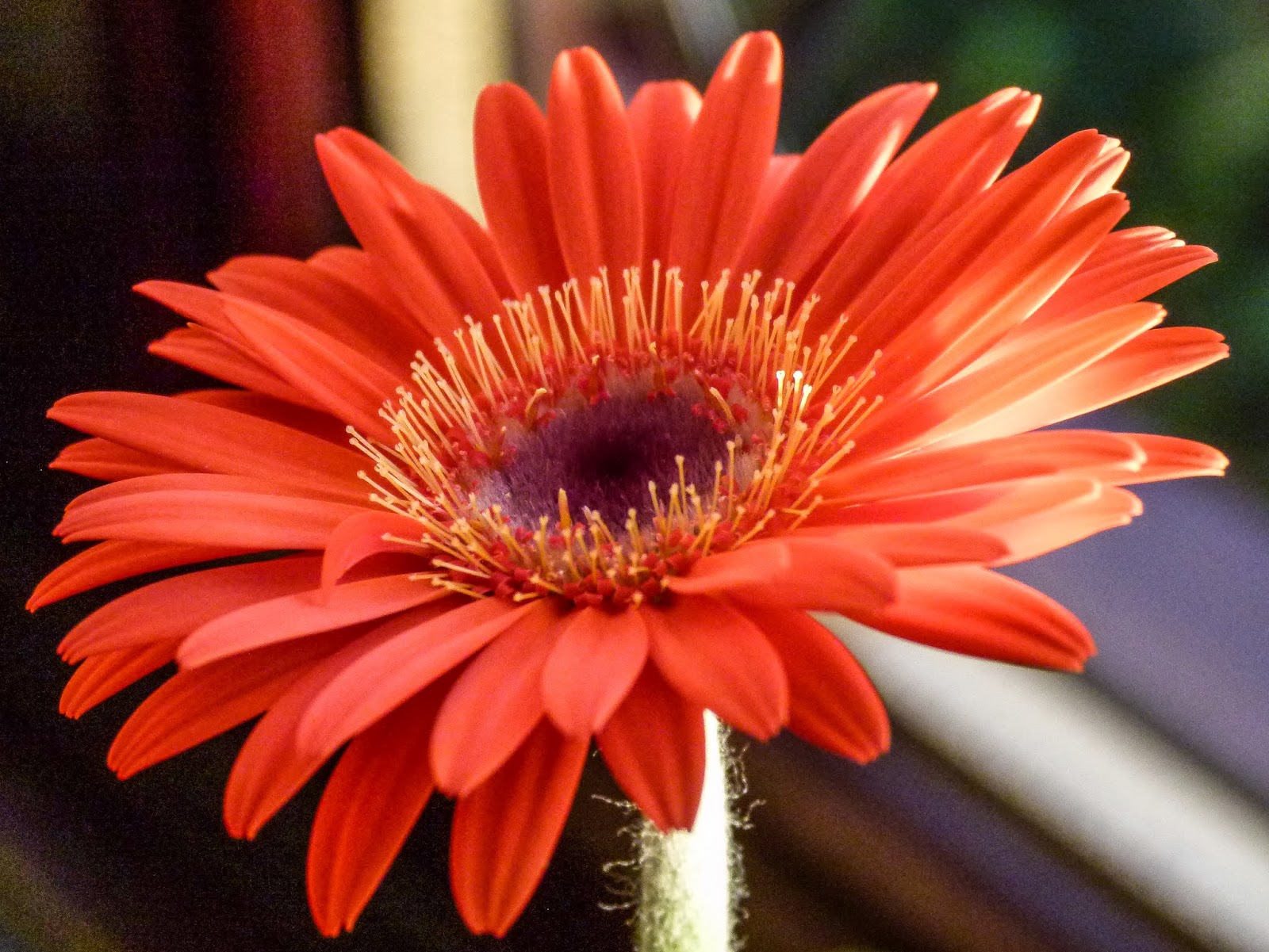Our Plot at Green Lane Allotments: Indoor Gardening - The Gerbera