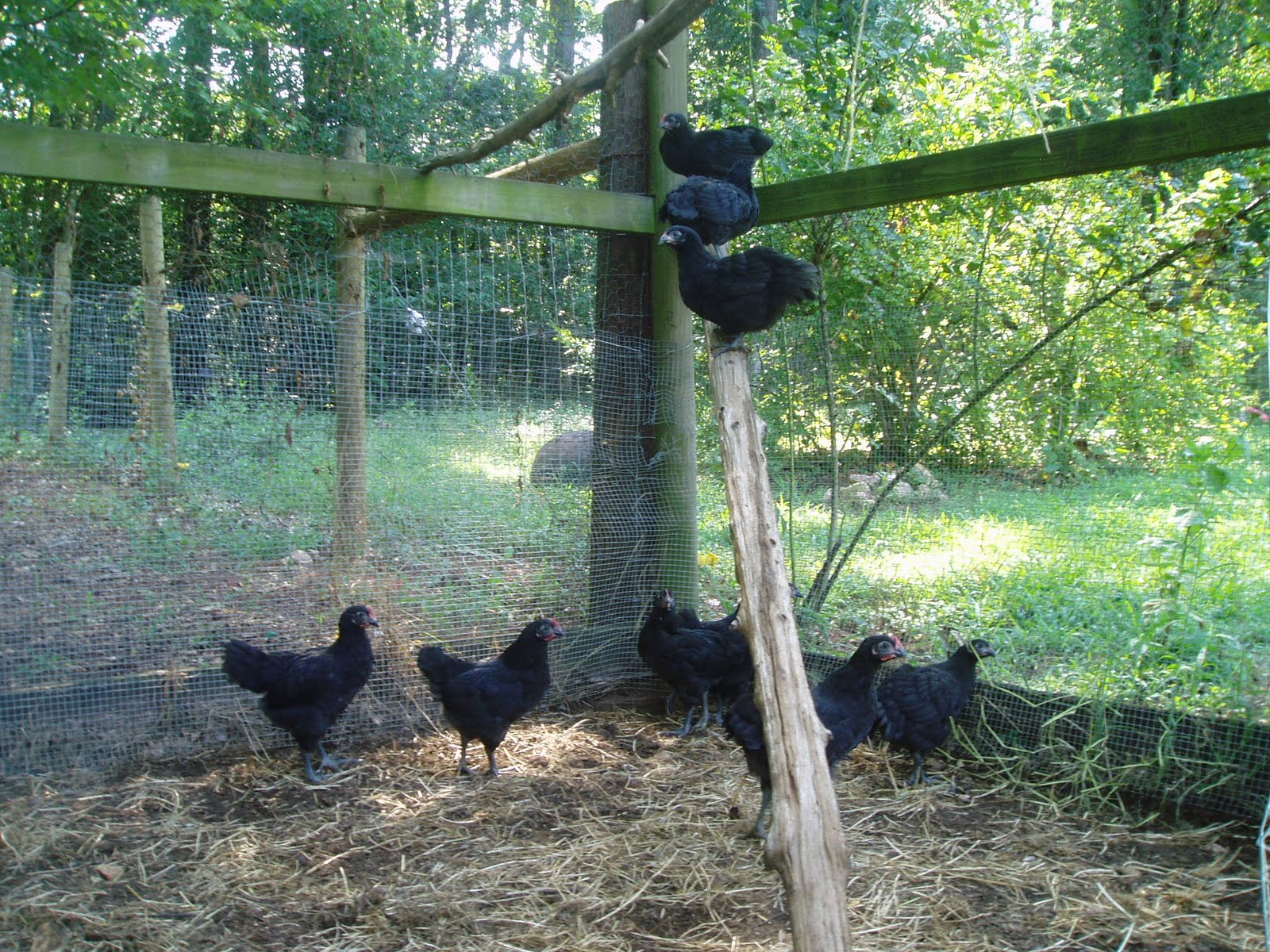 Pretty Java Pullets and Cockerels