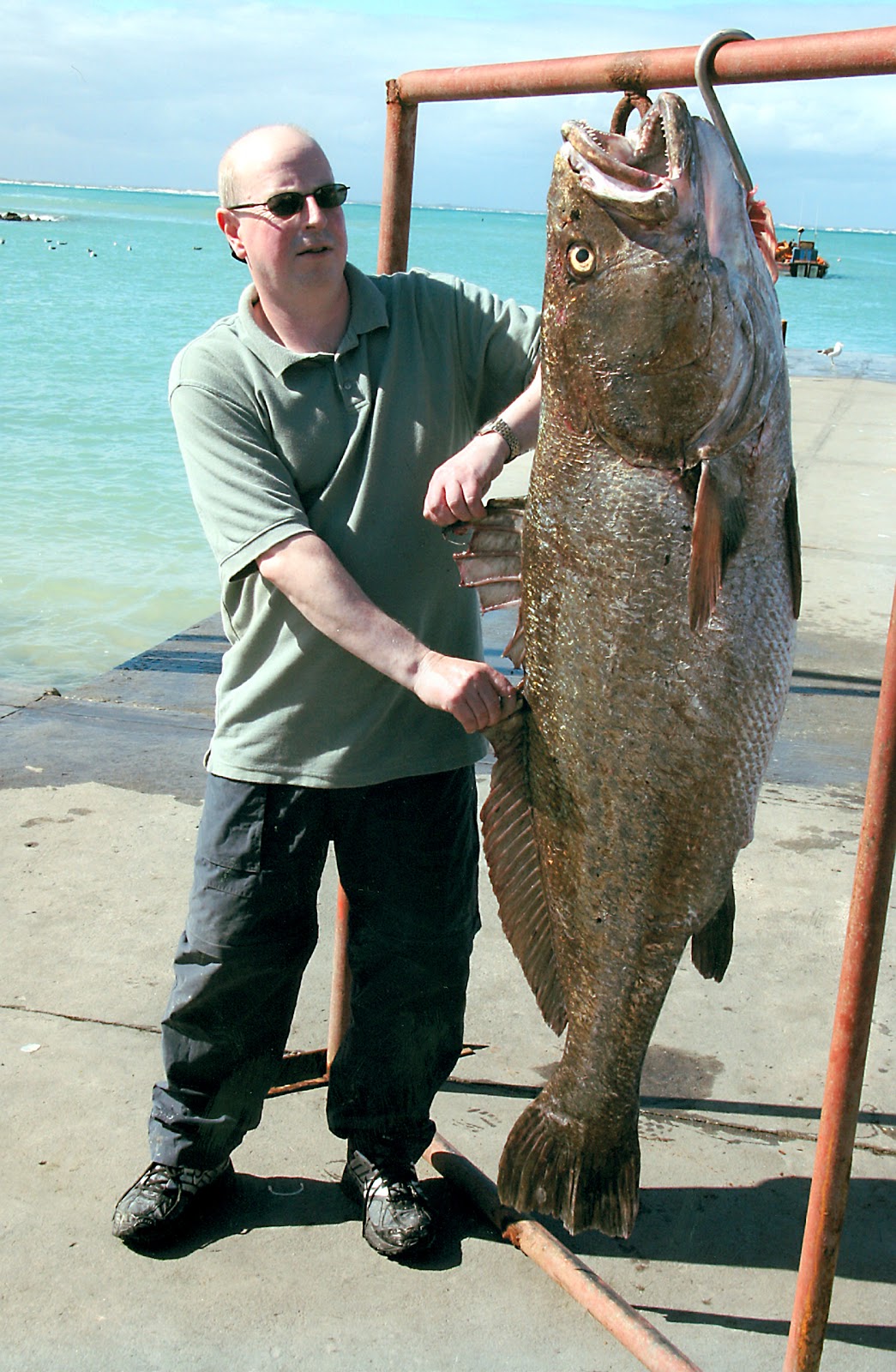 Big Fishes of the World: Meagre (Argyrosomus regius)