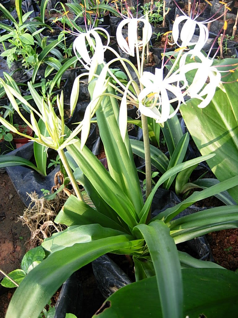 Penting Bunga Crinum