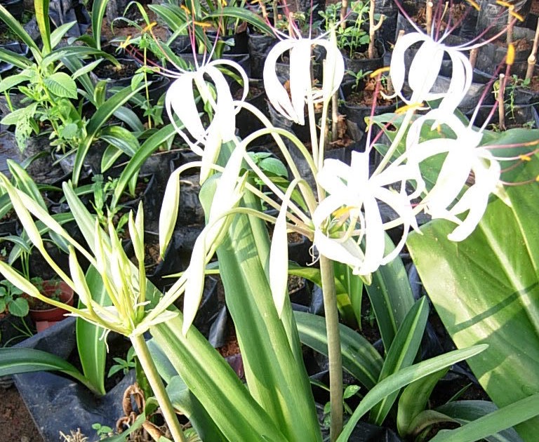 pokok-pokok: Pokok berbawang Bulbous Plants