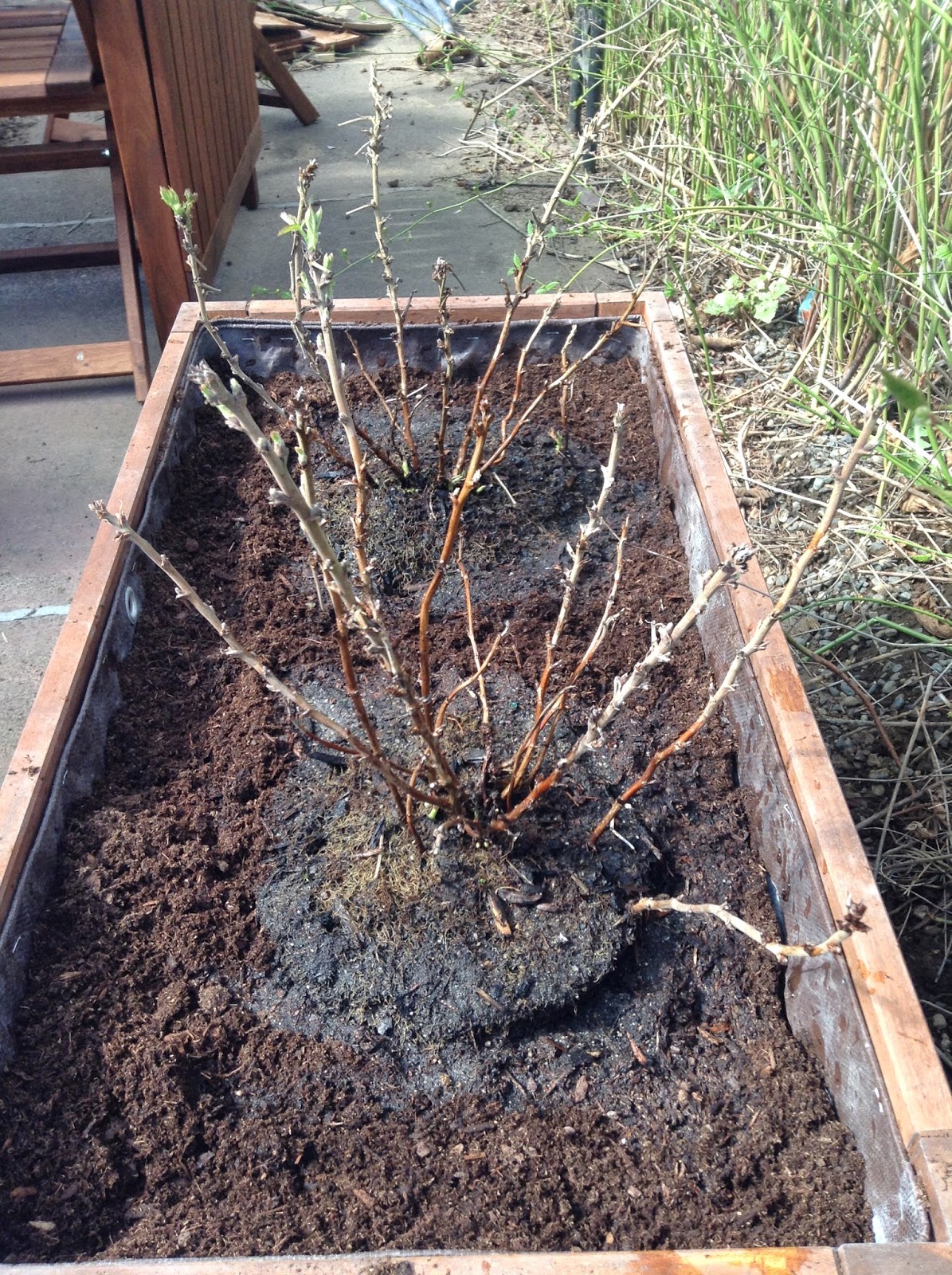 Northwest Nirvana: Patio Planter & Raspberry Shortcake