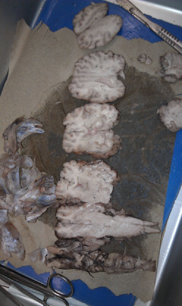 Anatomy&Phys: Sheep Brain Dissection