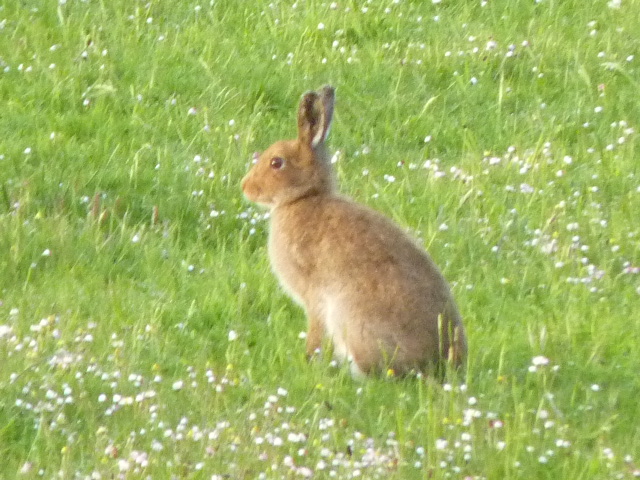 Birding For Pleasure: Rathlin Island Visited Part 6