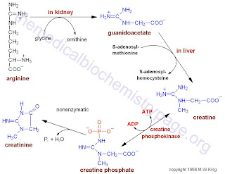 Metabolismo de la Creatinina: Creatinina y su metabolismo