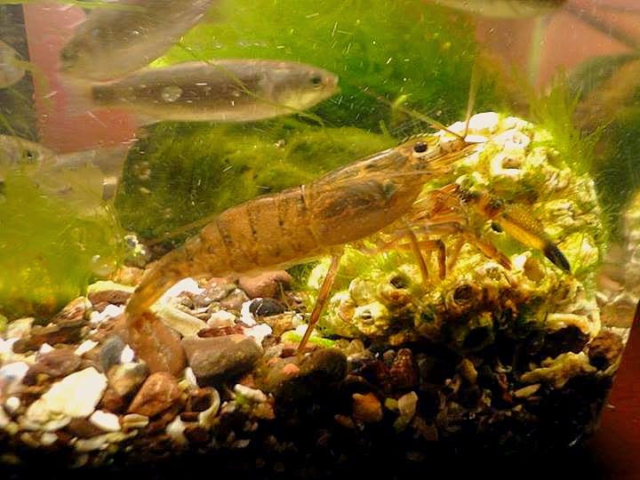 Animales y Plantas de Perú: Camarón de Río - Cryphiops caementarius