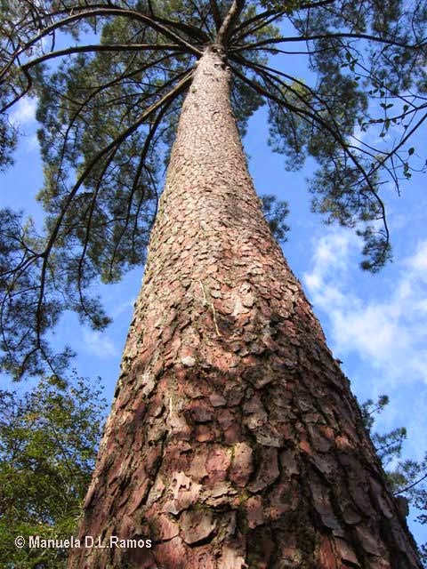 Braga On: Provavelmente o maior Pinheiro-Bravo do Mundo - Tibães, Braga