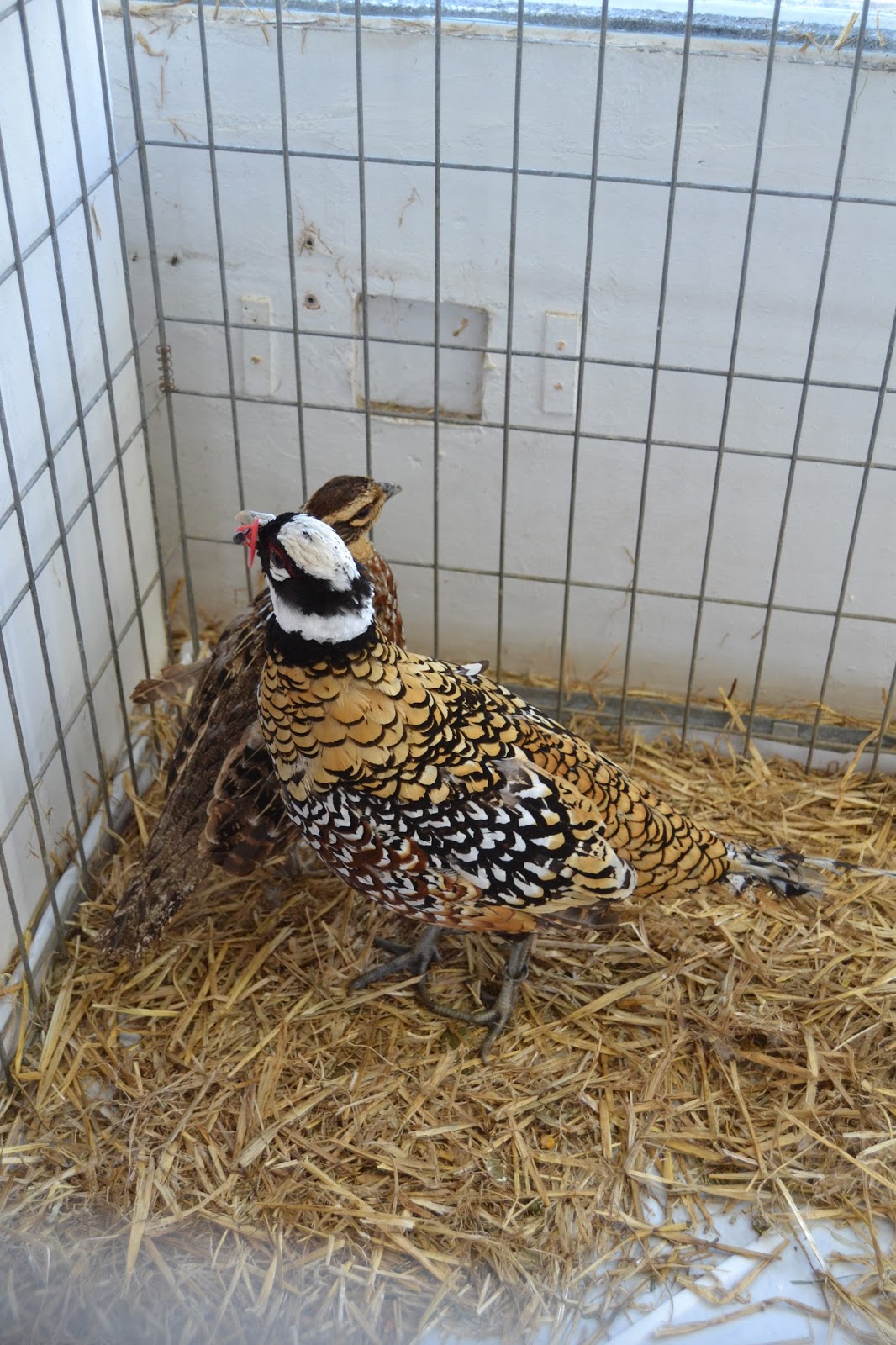 Santuario de aves: Faisán venerado