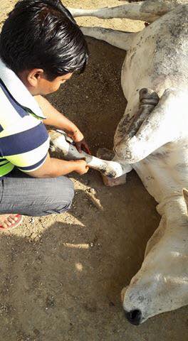Save Cows Life Vrindavan: Save Cows Life Vrindavan