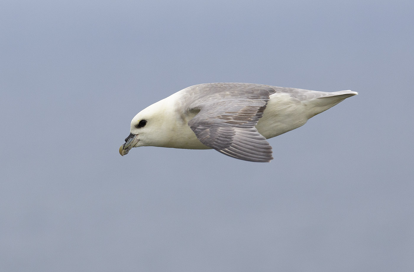 pewit: Fulmar petrels