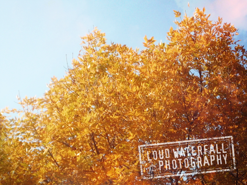 Loud Waterfall Photography ....: A Little Dash of Pixie Dust