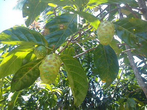 Manfaat Mengkudu atau Pace | Saraswati Update