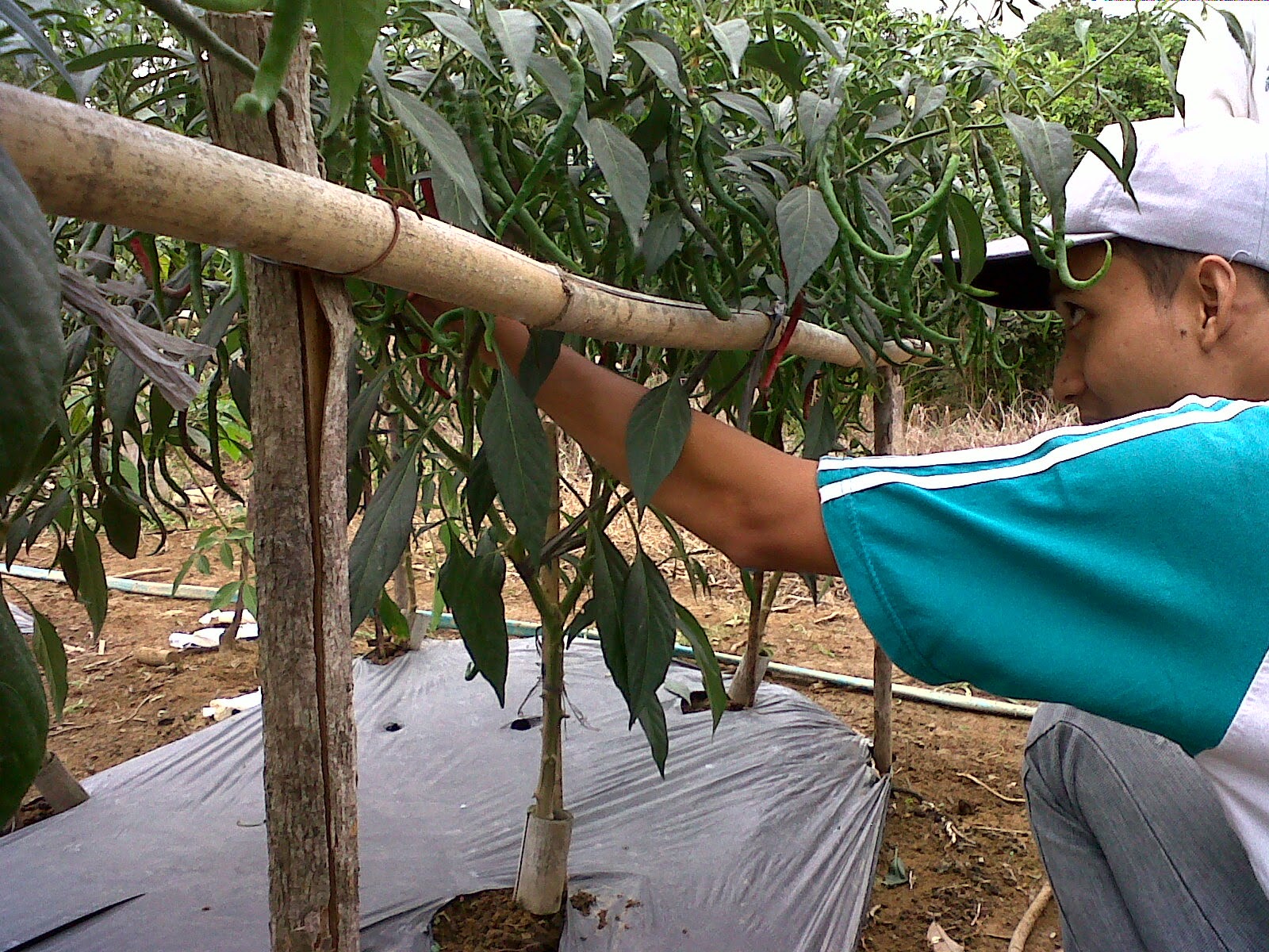 Saling Berbagi . . . .: Hama & Penyakit Tanaman Cabai