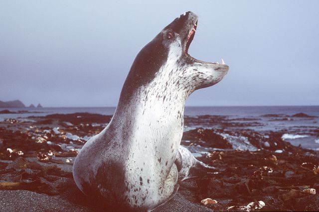Los animales más fascinantes: La feroz foca leopardo.