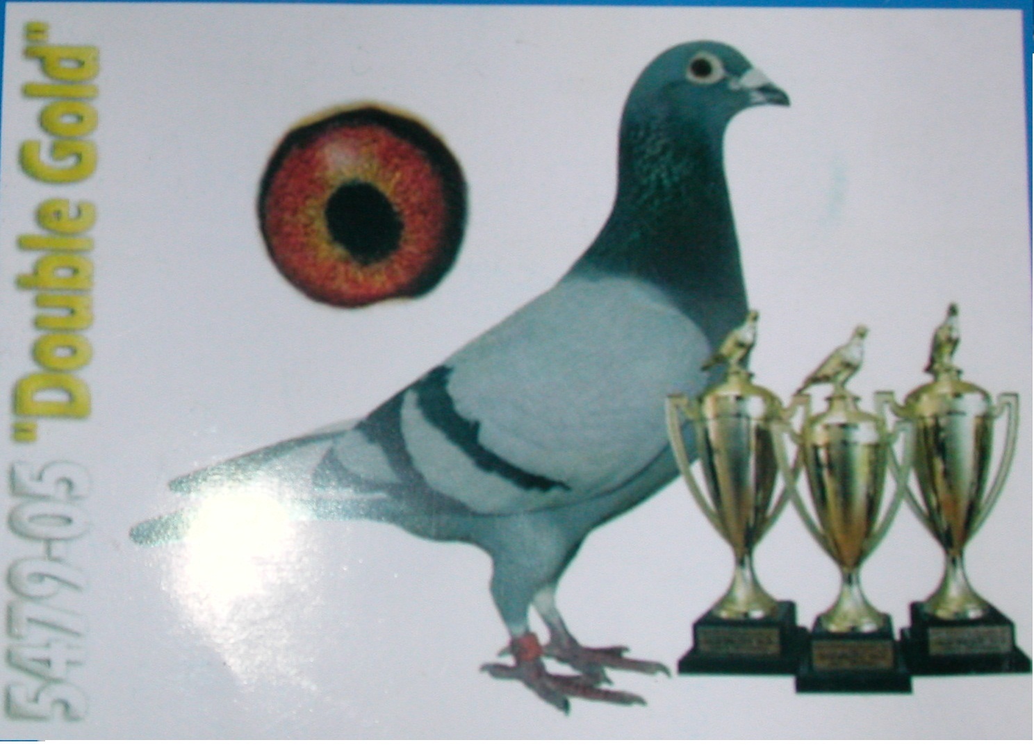 Racing pigeons for sale : CHINA IS BUYING THE BEST RACING PIGEONS FROM ...