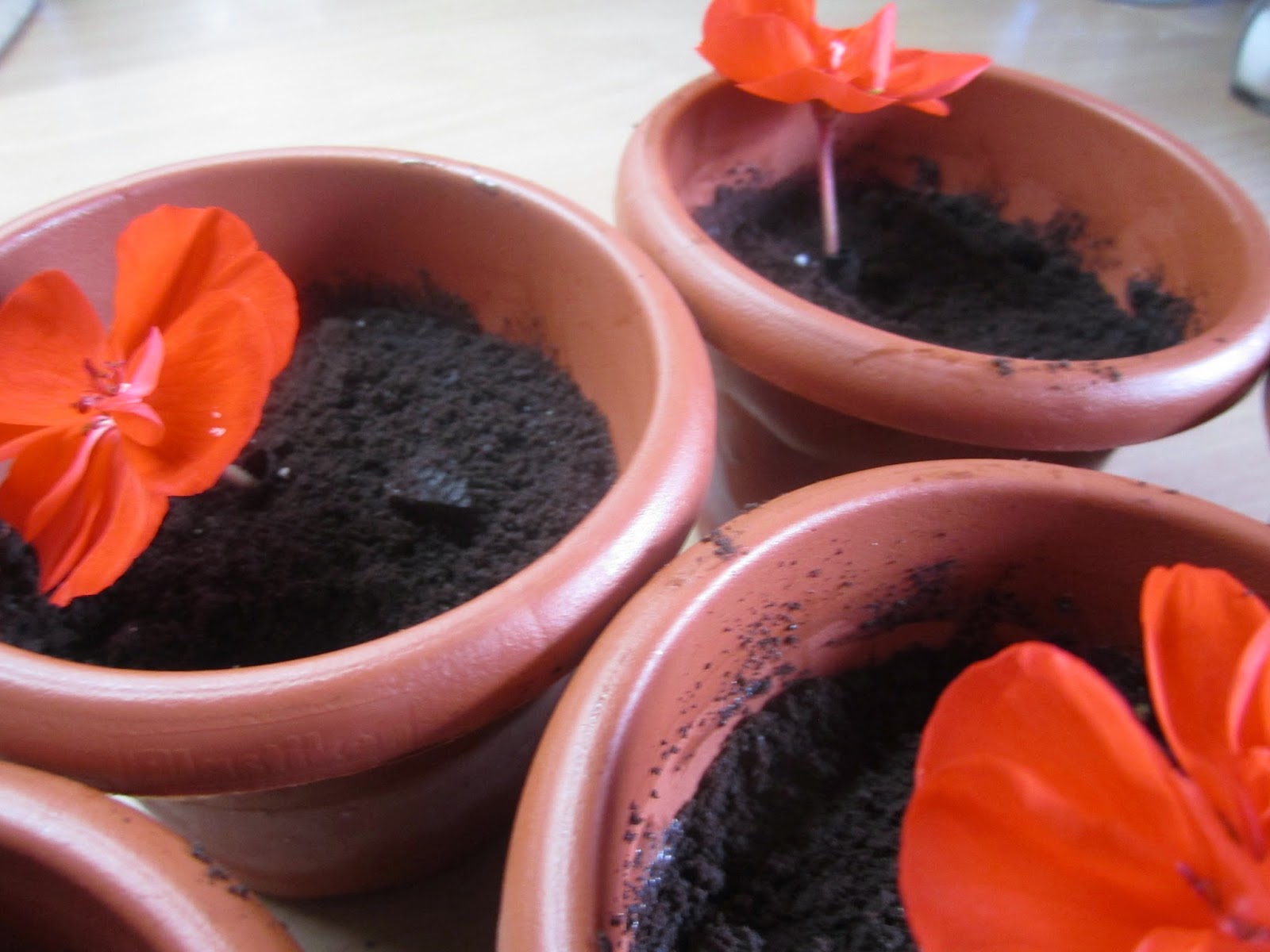 MADRE IMAGINACION: TIERRA COMESTIBLE