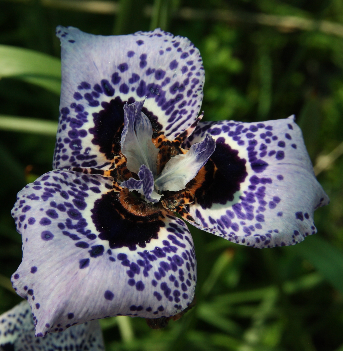 Growing Cool Plants: 2017