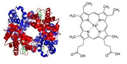 Chemistry of the Clinic - Blood