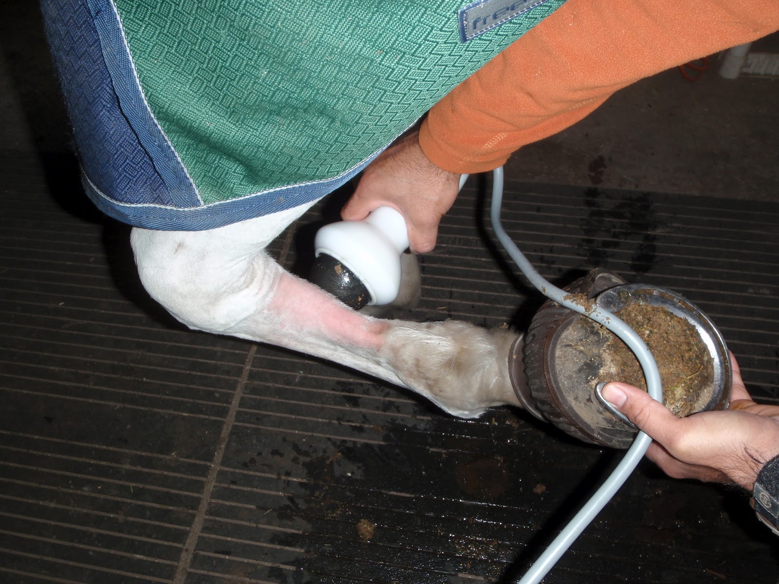 Michael Porter, Equine Veterinarian: Shockwave treatment for horses ...