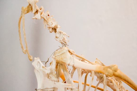 Craft Knife: Homeschool Science: The Kids Re-Articulated a Chicken Skeleton