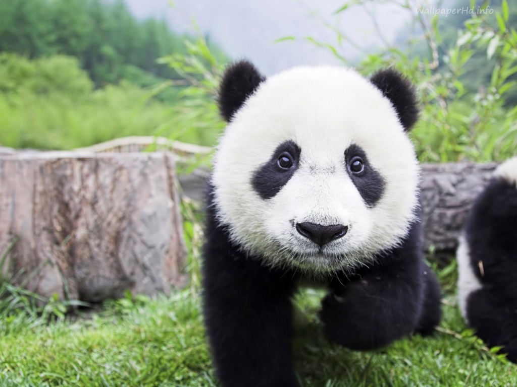 Extinción biodiversidad: Oso panda