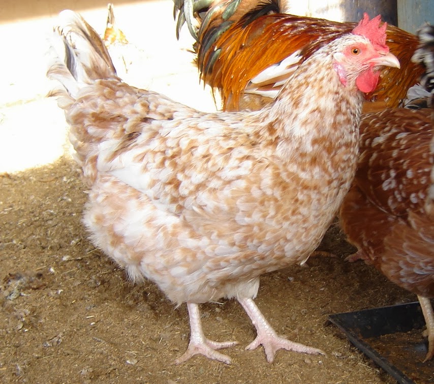 Aloha Chickens: Fall Breeder Pen #2